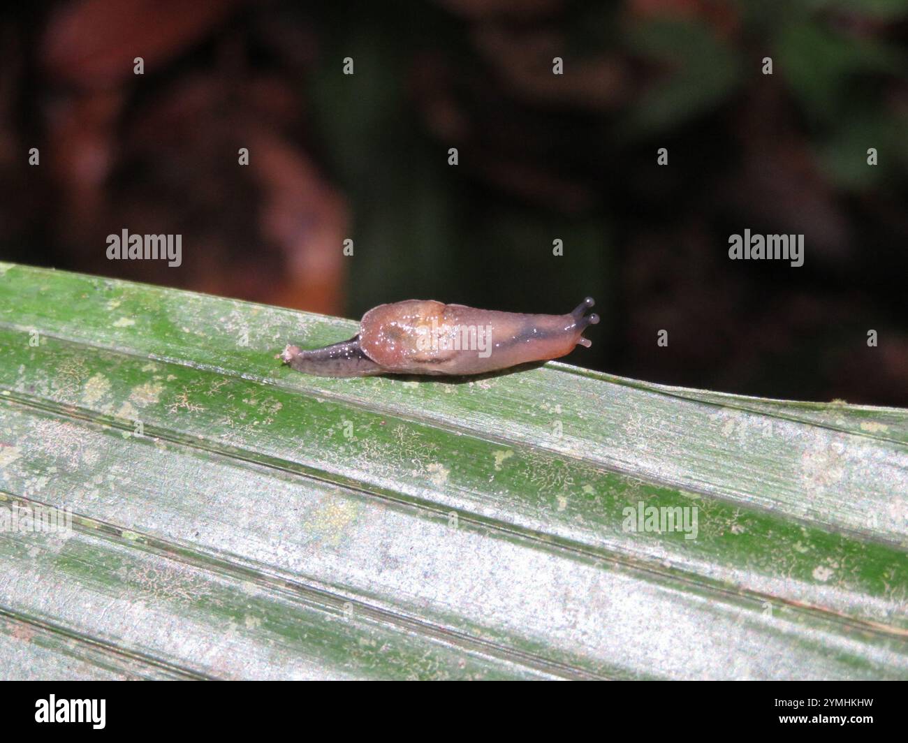 Yellow shelled semi slug parmarion martensi hi-res stock photography ...