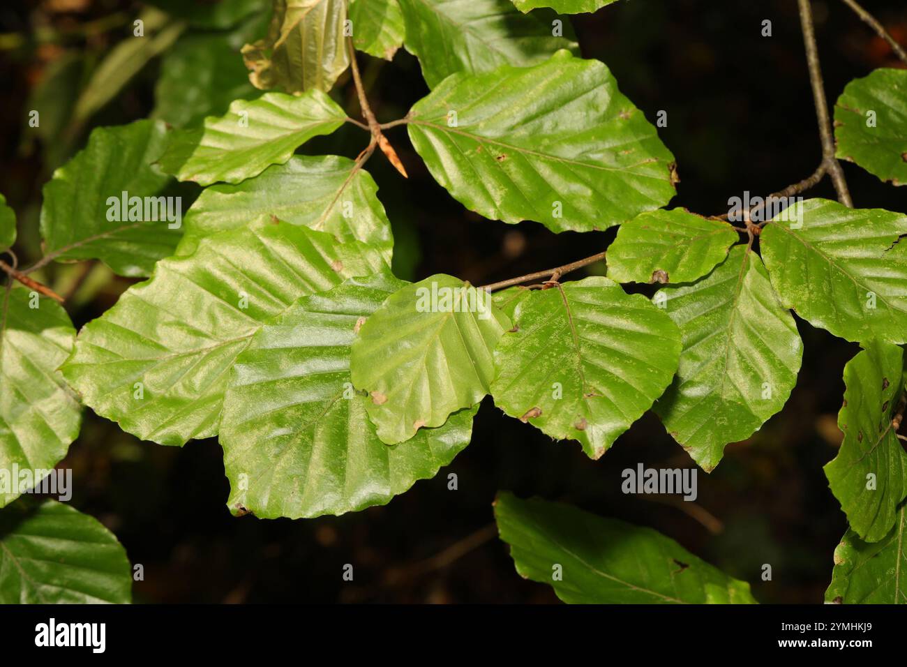 European beech (Fagus sylvatica Stock Photo - Alamy