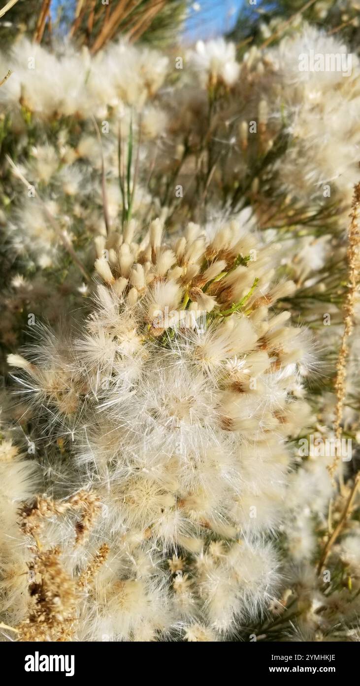 Desert Broom (Baccharis sarothroides Stock Photo - Alamy