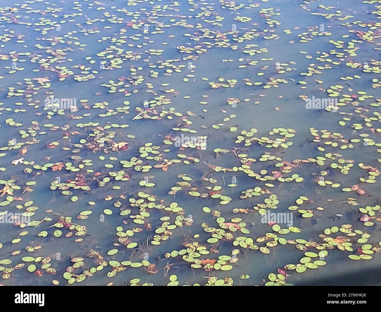 Watershield (Brasenia schreberi Stock Photo - Alamy