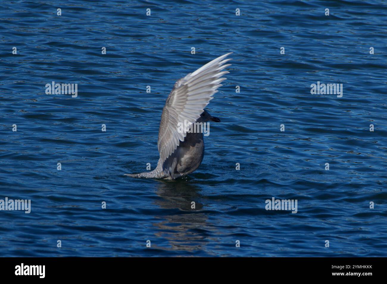 Thayer's Gull (Larus glaucoides thayeri Stock Photo - Alamy