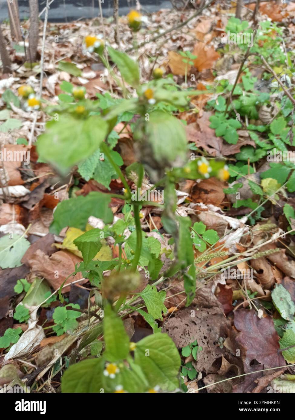 Gallant Soldier (Galinsoga parviflora Stock Photo - Alamy