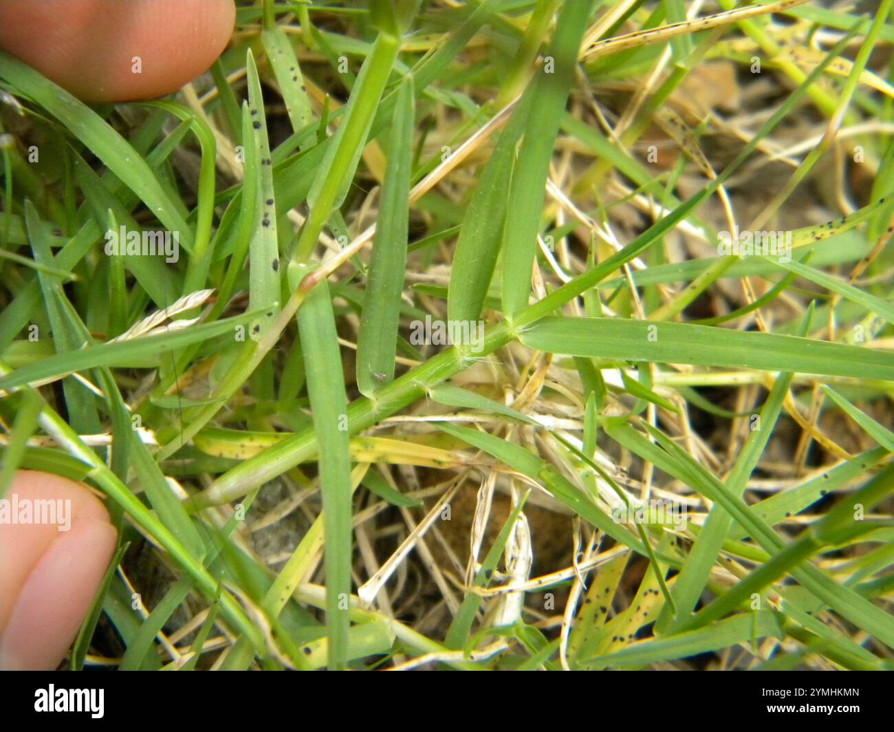 Bermuda grass (Cynodon dactylon Stock Photo - Alamy