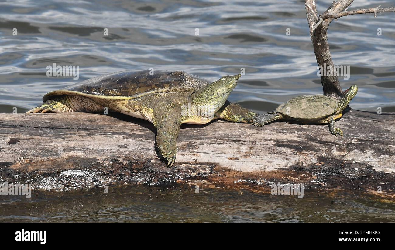 Spiny Softshell (Apalone spinifera Stock Photo - Alamy