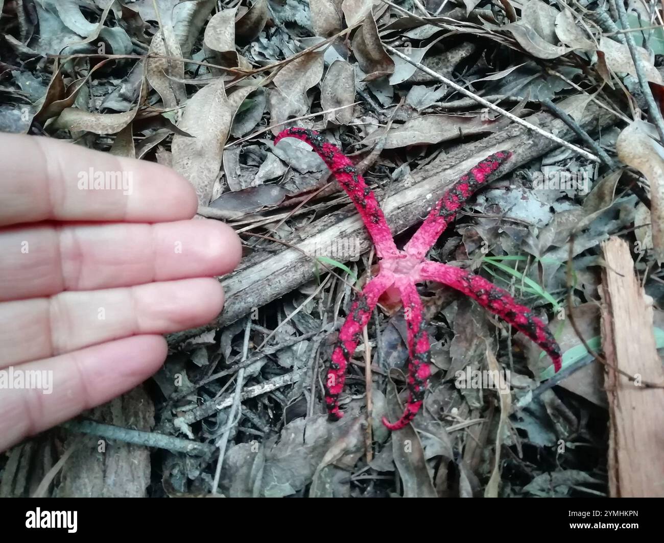 devil's-fingers (Clathrus archeri Stock Photo - Alamy