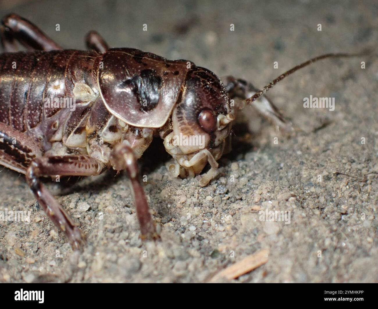 Cyphoderris monstrosa hi-res stock photography and images - Alamy