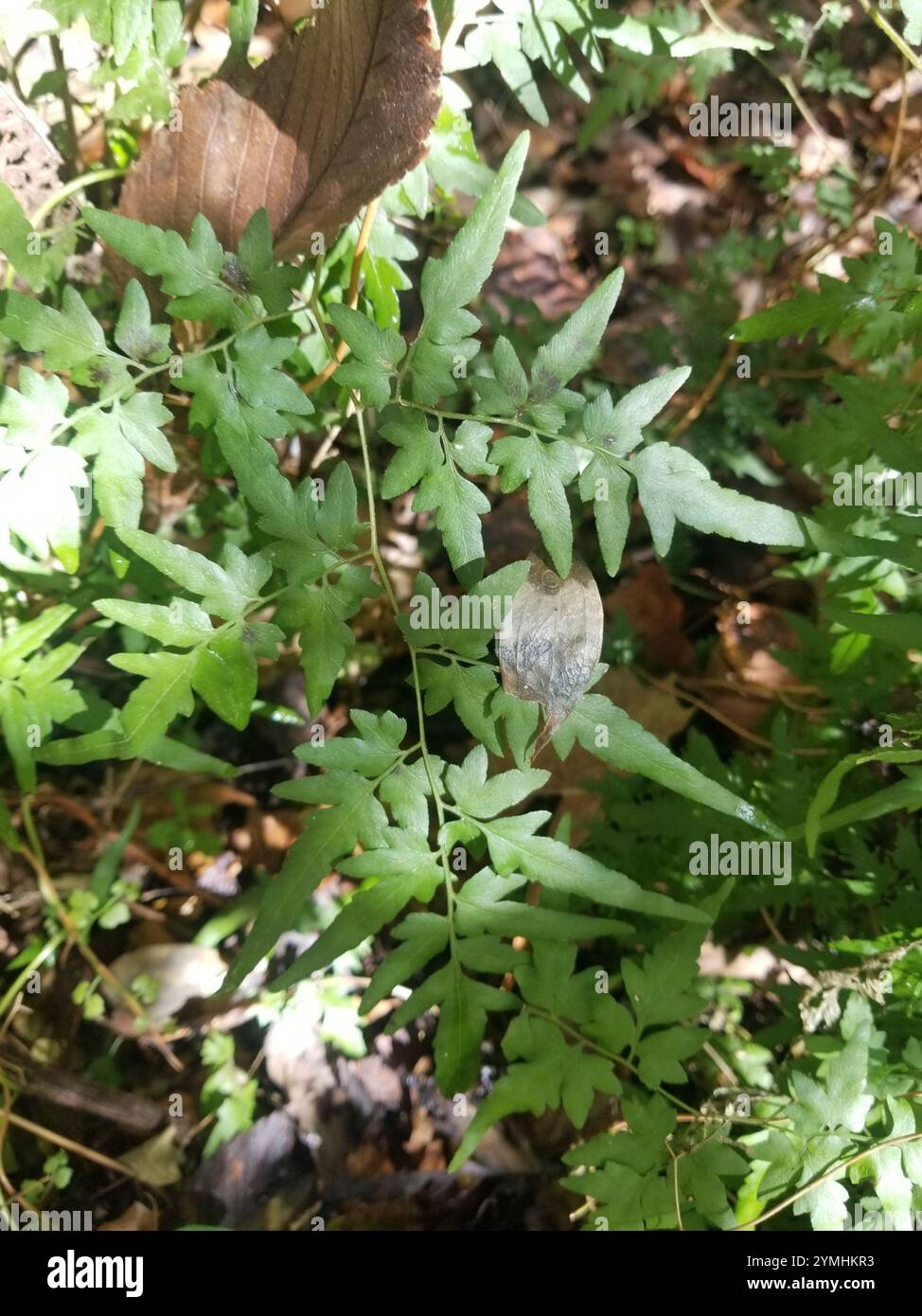 Japanese climbing fern (Lygodium japonicum Stock Photo - Alamy