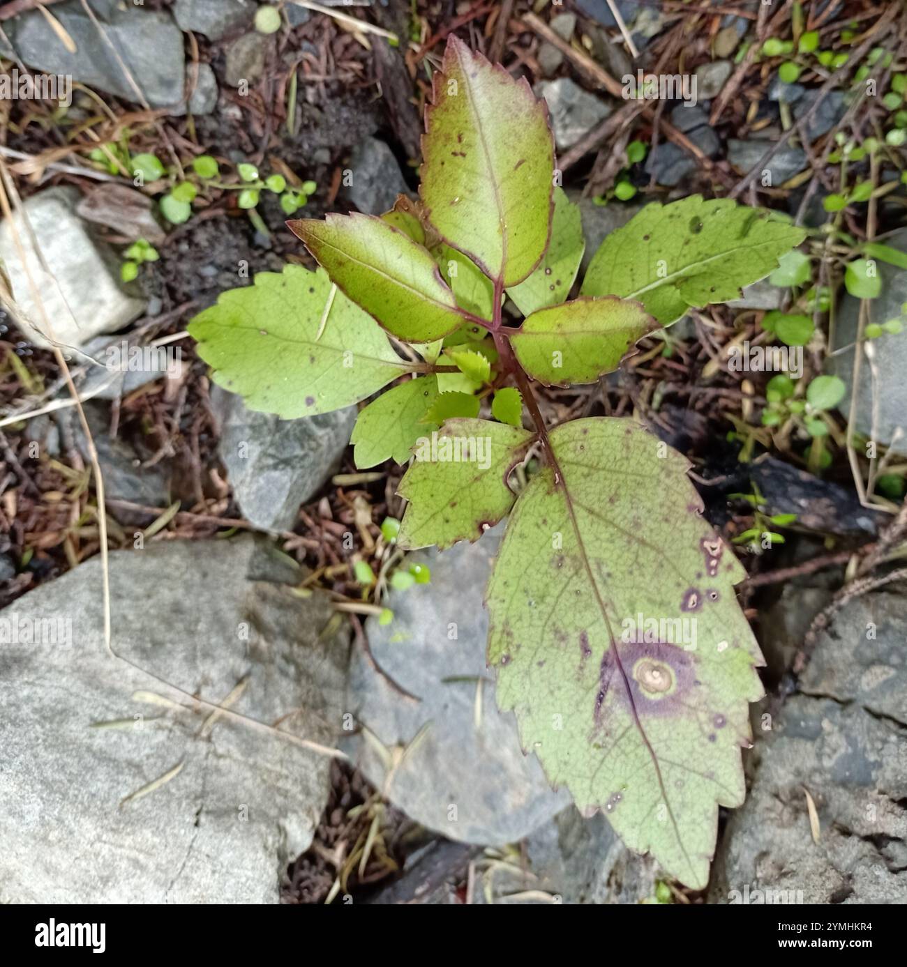five finger (Pseudopanax arboreus Stock Photo - Alamy