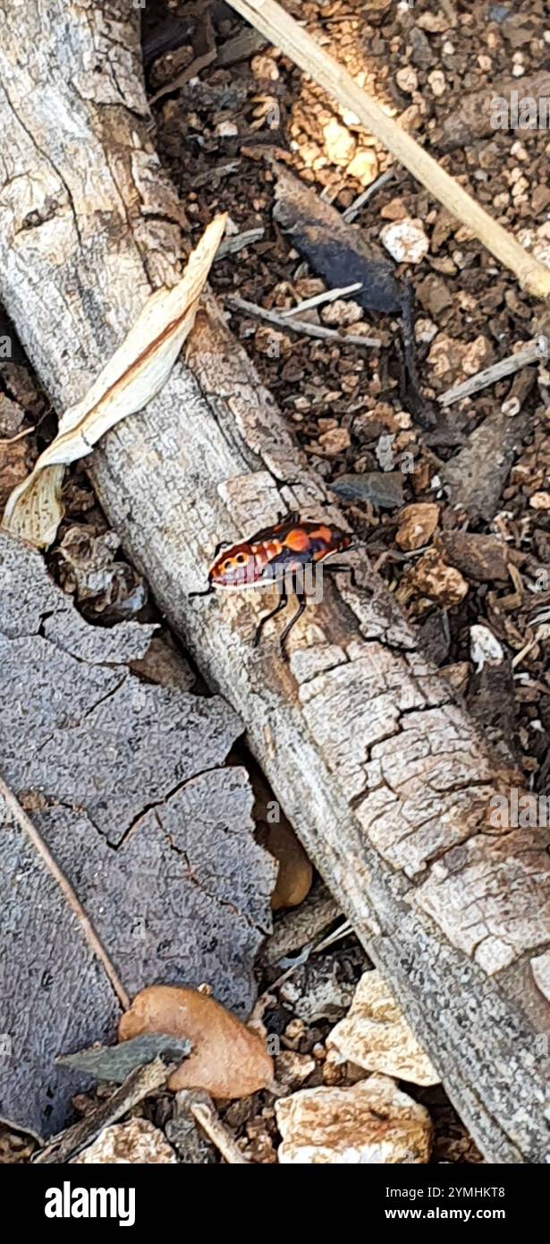 Indian Milkweed Bug (Spilostethus pandurus Stock Photo - Alamy