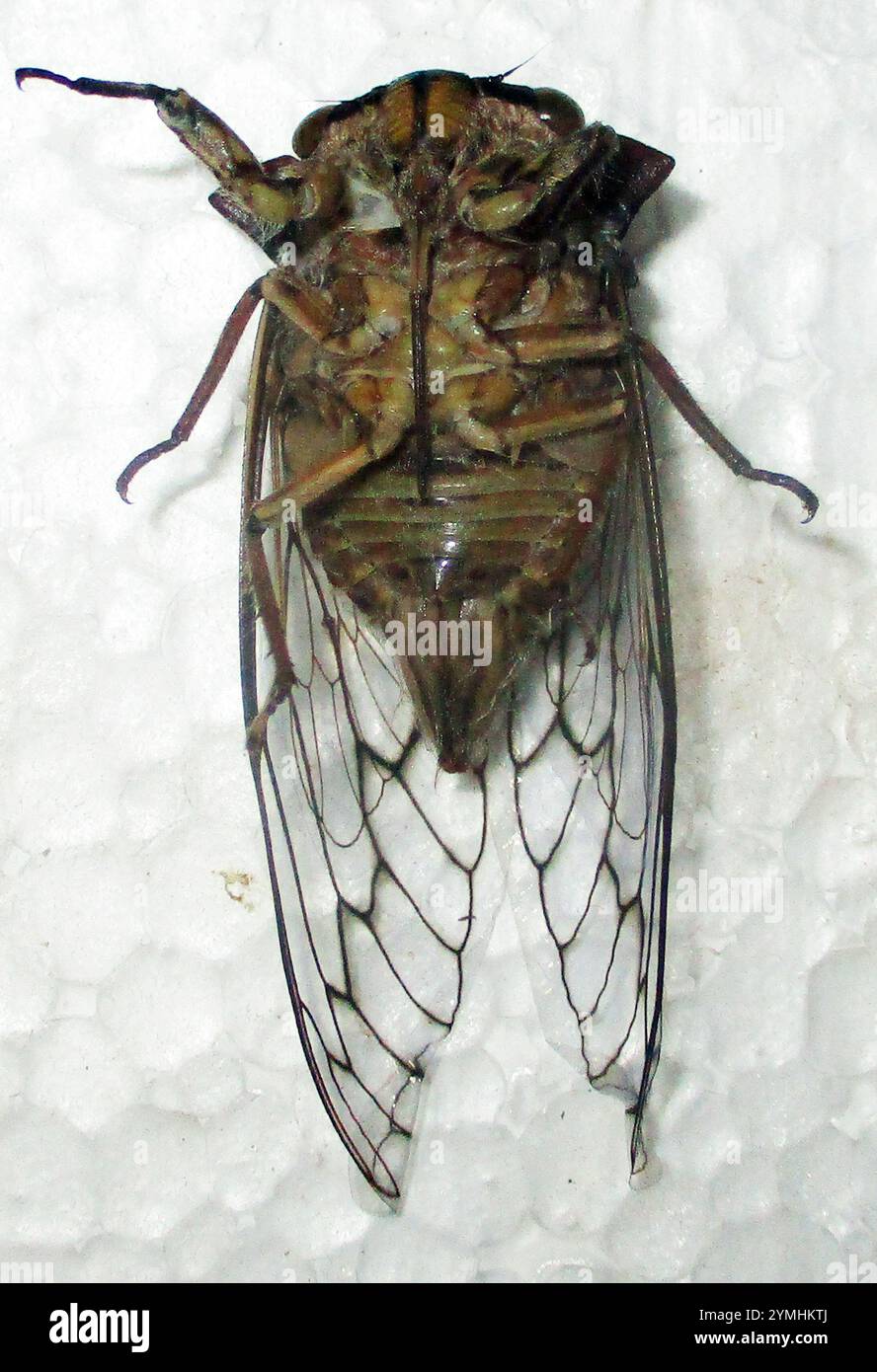 Sharpcollar Cicadas (Oxypleura Stock Photo - Alamy