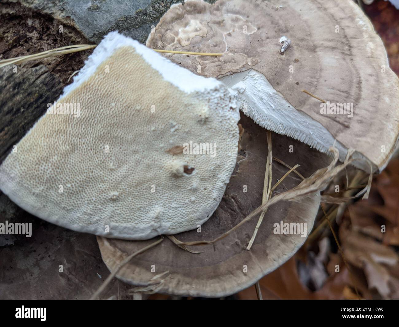 shelf fungi (Polyporales Stock Photo - Alamy