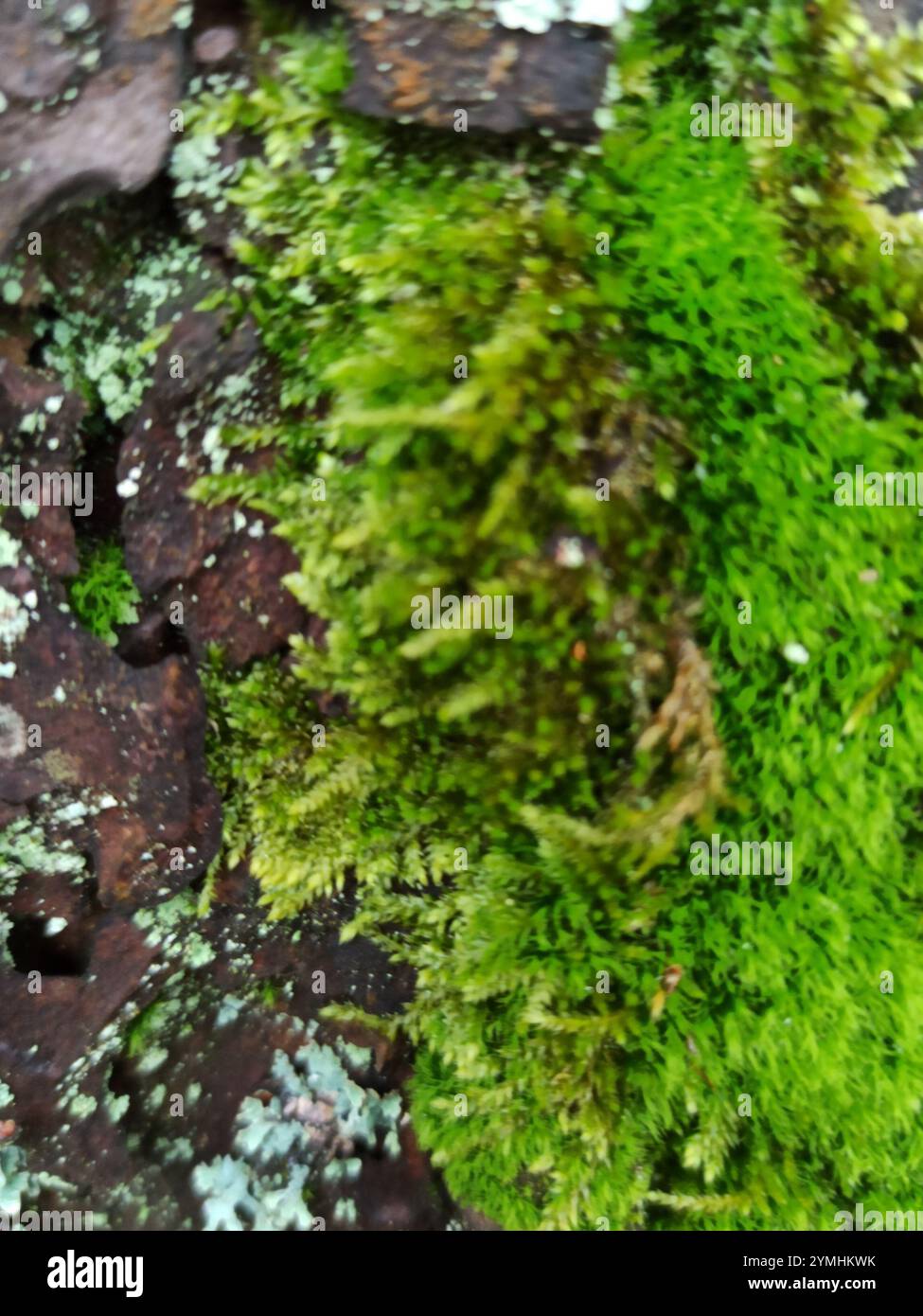 Silky Wall Feather-moss (Homalothecium sericeum Stock Photo - Alamy