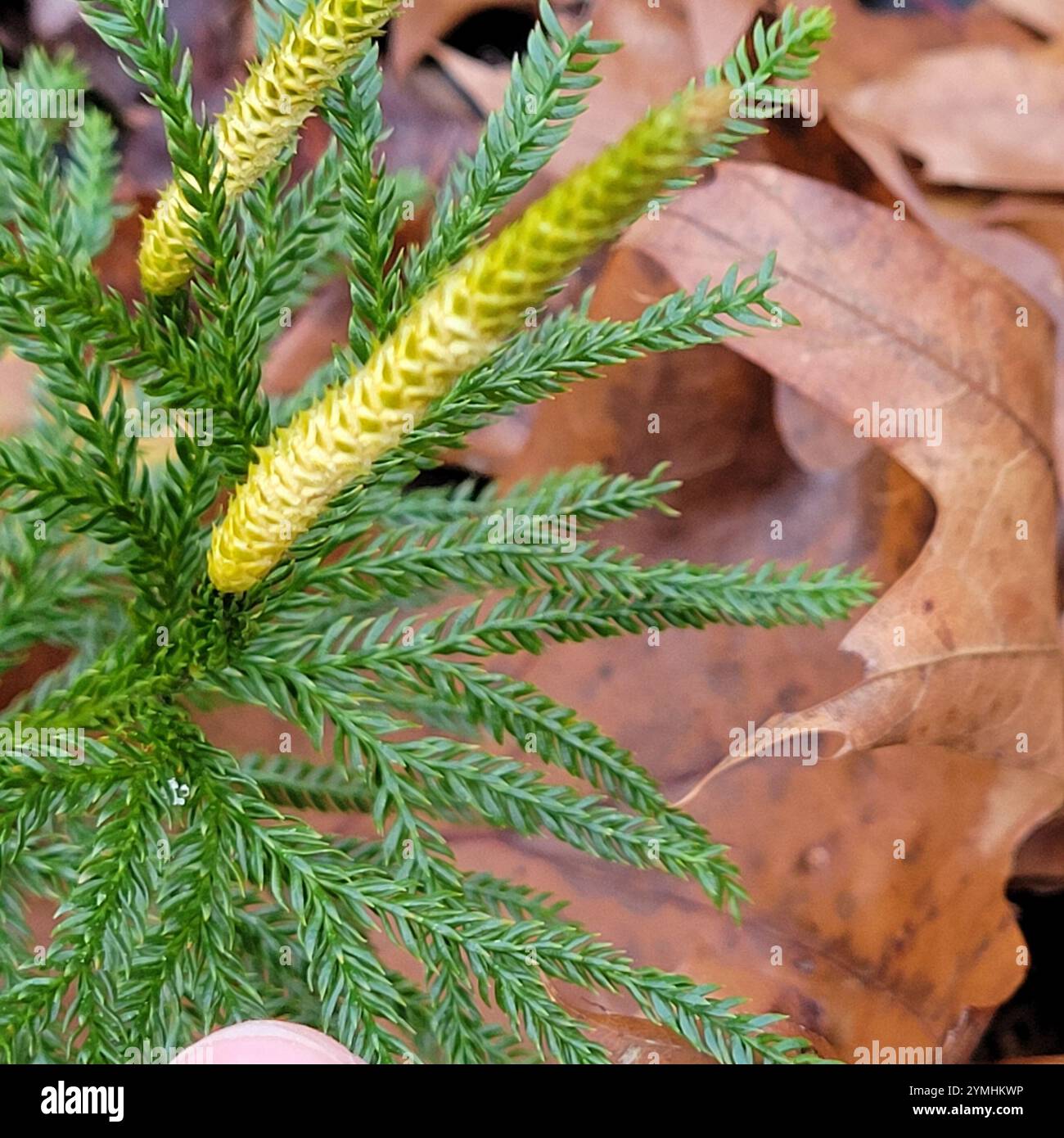 flat-branched tree-clubmoss (Dendrolycopodium obscurum Stock Photo - Alamy