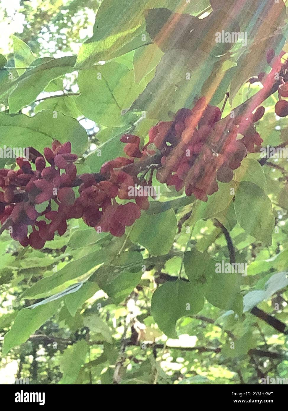 common prickly ash (Zanthoxylum americanum Stock Photo - Alamy