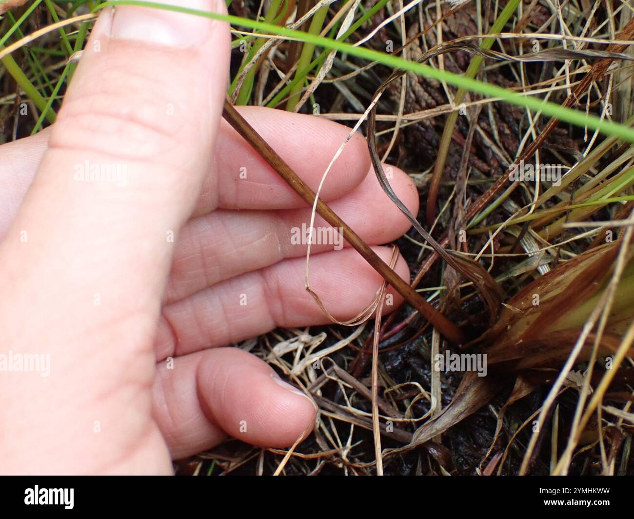 Alaska Plantain (Plantago macrocarpa Stock Photo - Alamy