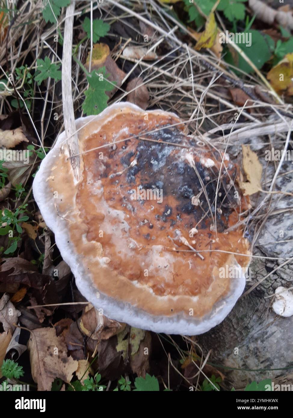 Red-banded Polypore (Fomitopsis pinicola Stock Photo - Alamy