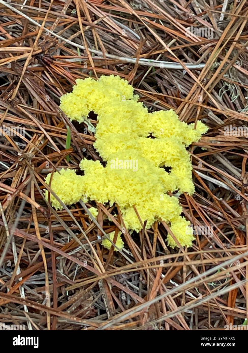 Dog Vomit Slime Mold (Fuligo septica Stock Photo - Alamy