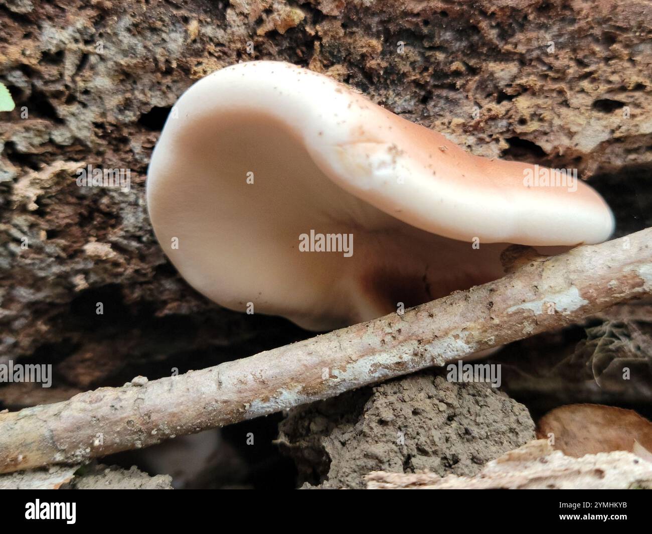 Resinous Polypore (Ischnoderma resinosum Stock Photo - Alamy