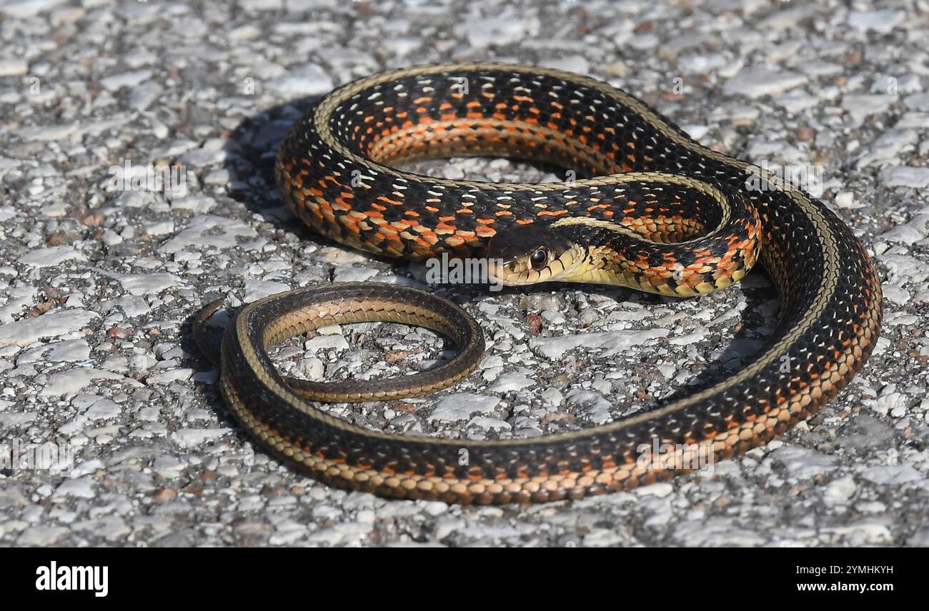 Common Garter Snake (Thamnophis sirtalis Stock Photo - Alamy