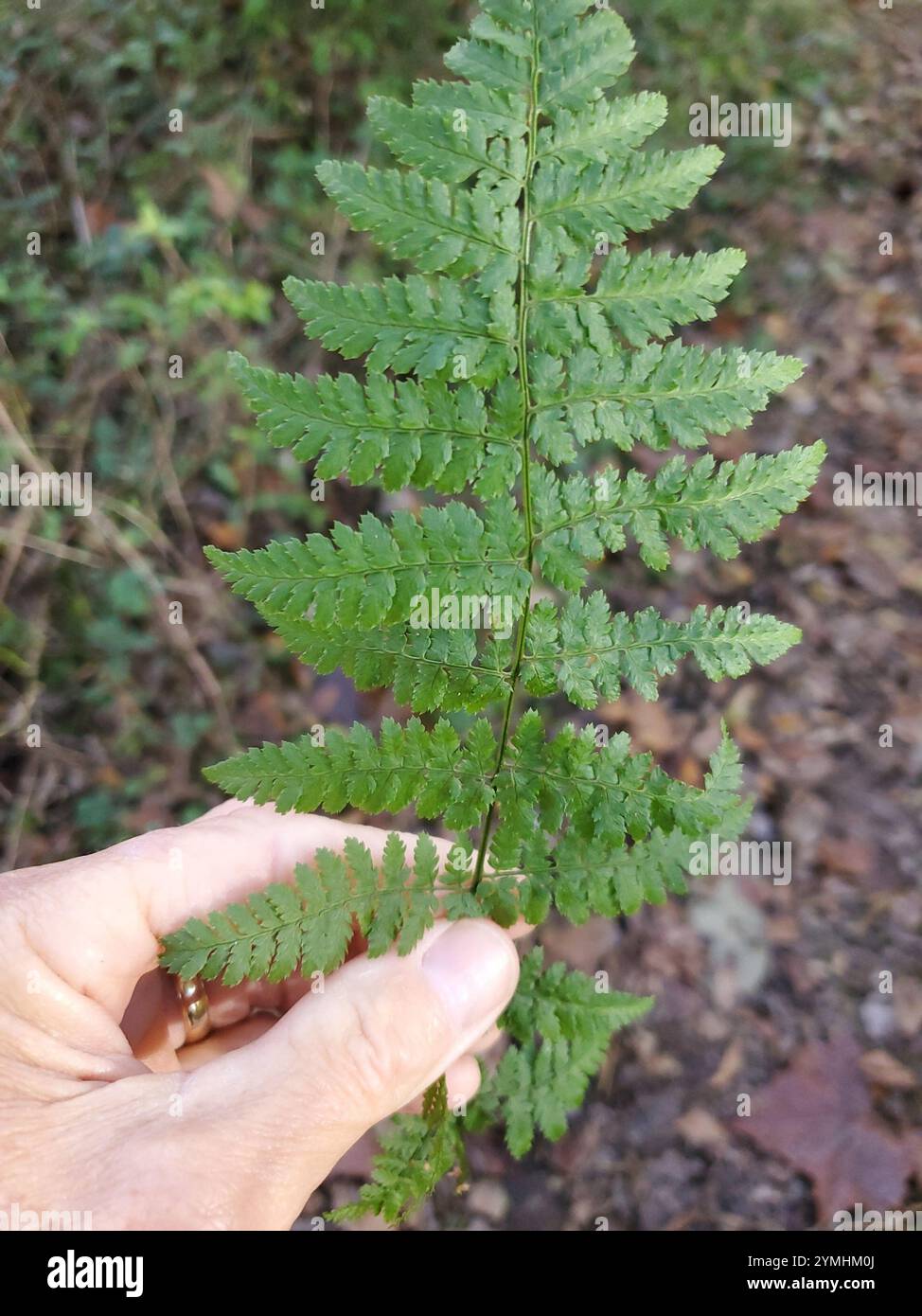 intermediate wood fern (Dryopteris intermedia Stock Photo - Alamy
