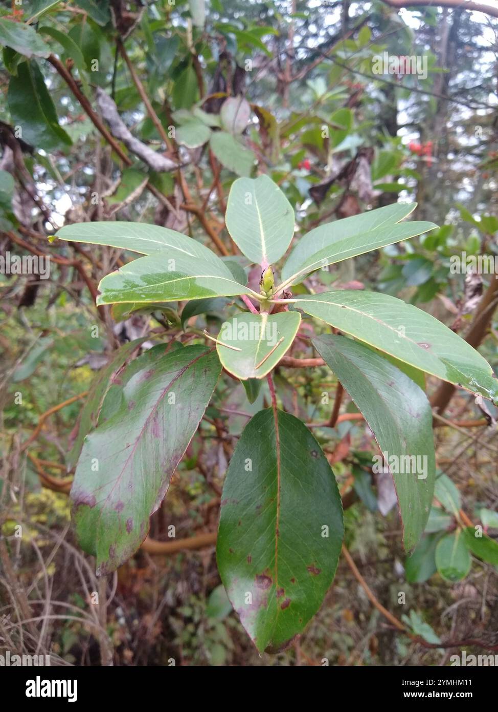 Pacific madrone (Arbutus menziesii Stock Photo - Alamy