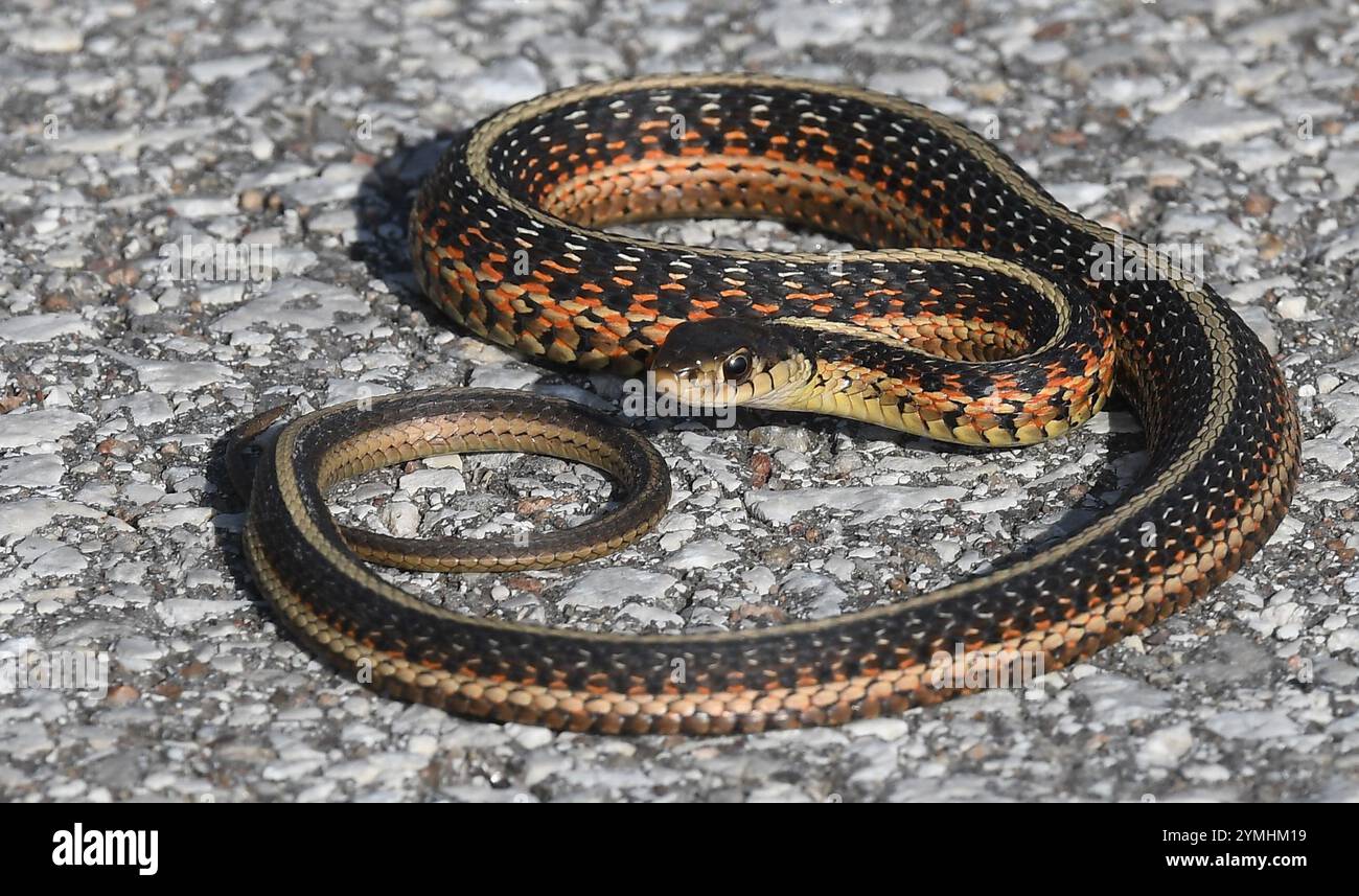 Common Garter Snake (Thamnophis sirtalis Stock Photo - Alamy