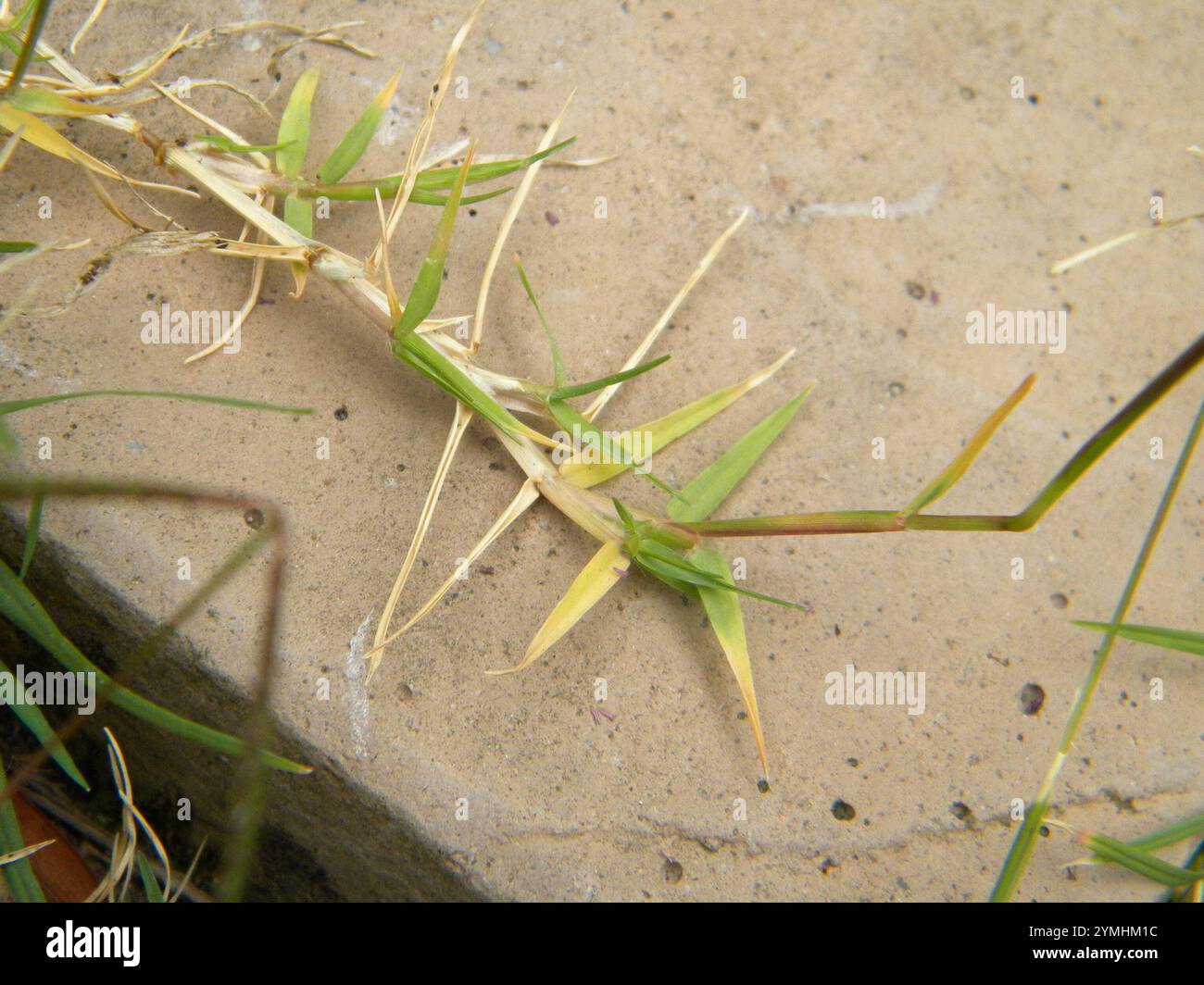 Bermuda grass (Cynodon dactylon Stock Photo - Alamy