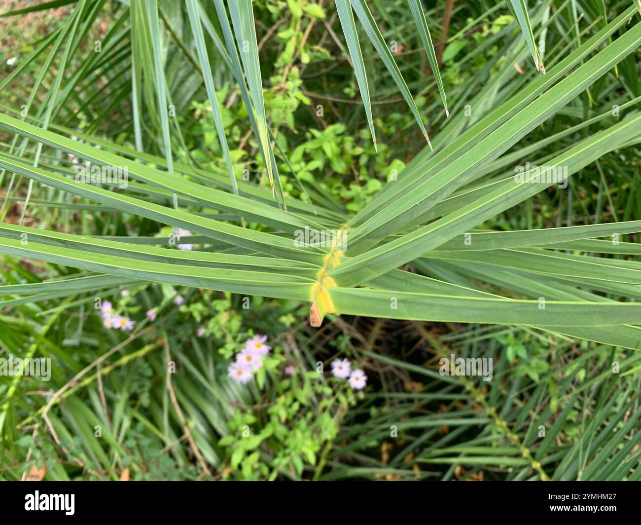 Reclining Date Palm (Phoenix reclinata Stock Photo - Alamy