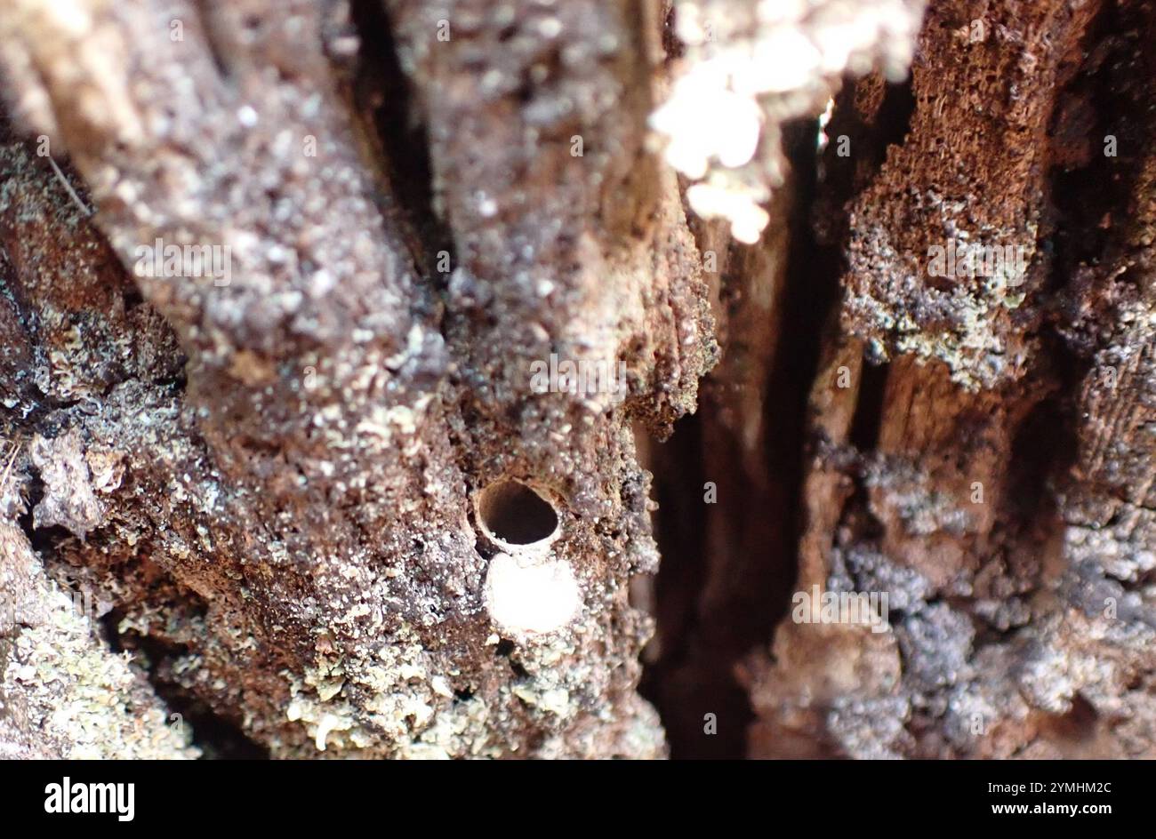 tree trapdoor spiders (Migidae Stock Photo - Alamy