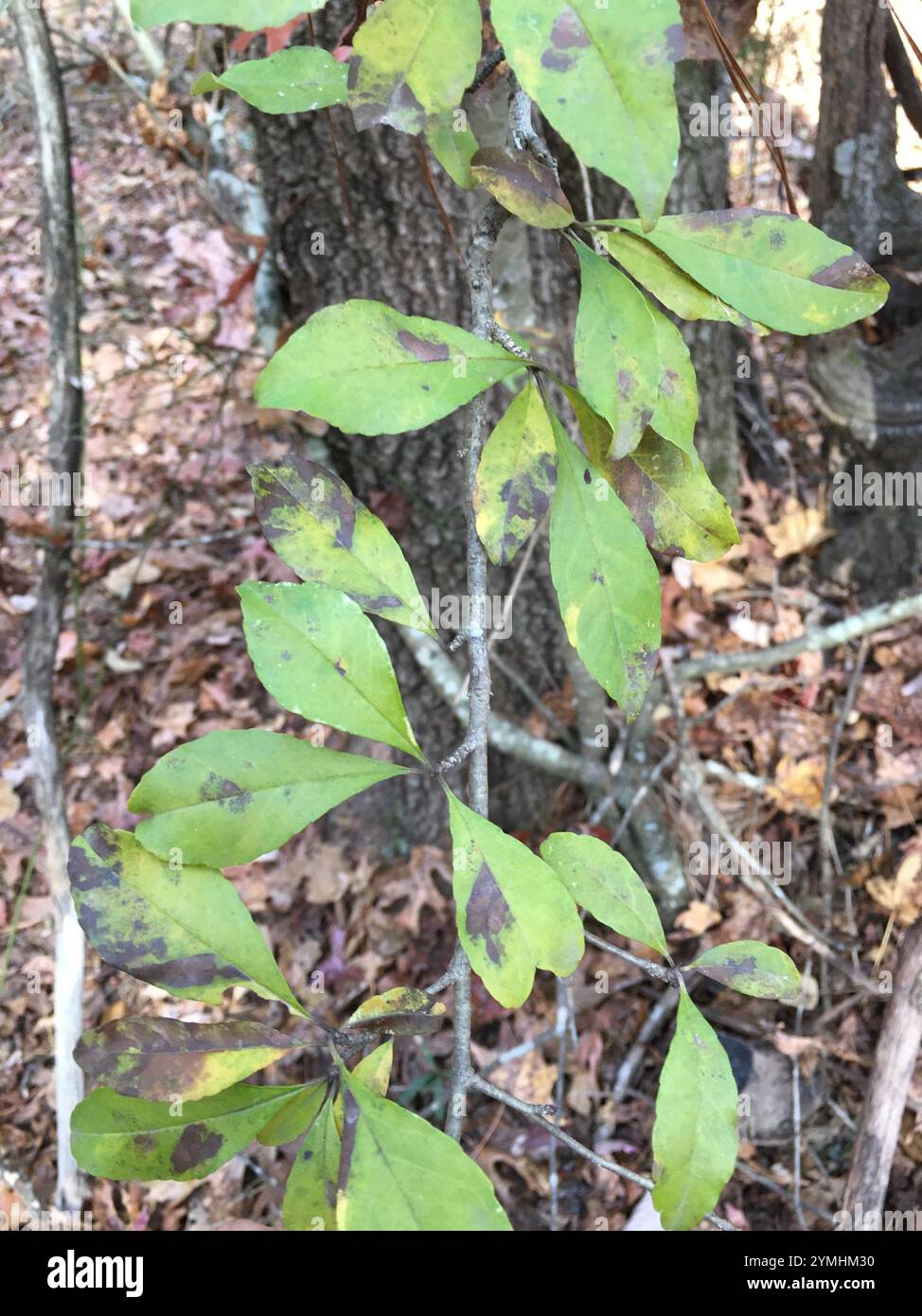 possumhaw (Ilex decidua Stock Photo - Alamy