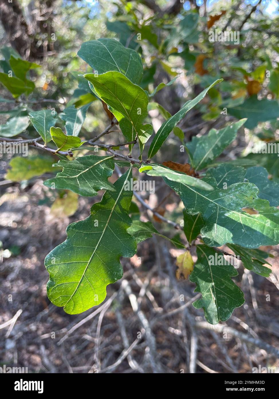 White Shin Oak (Quercus sinuata breviloba Stock Photo - Alamy