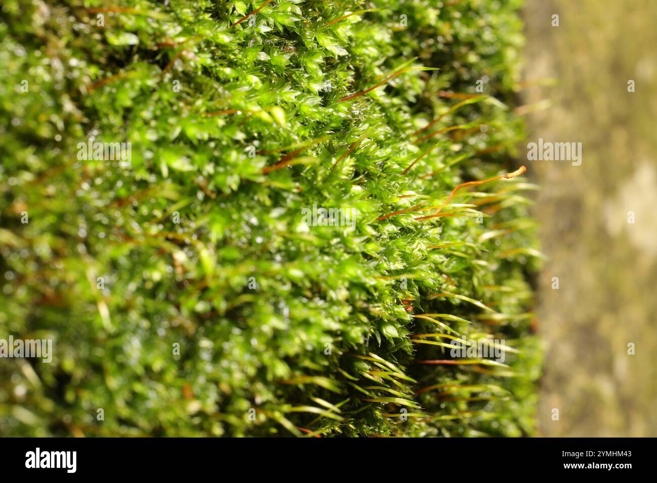 Clustered Feather-moss (Rhynchostegium confertum Stock Photo - Alamy