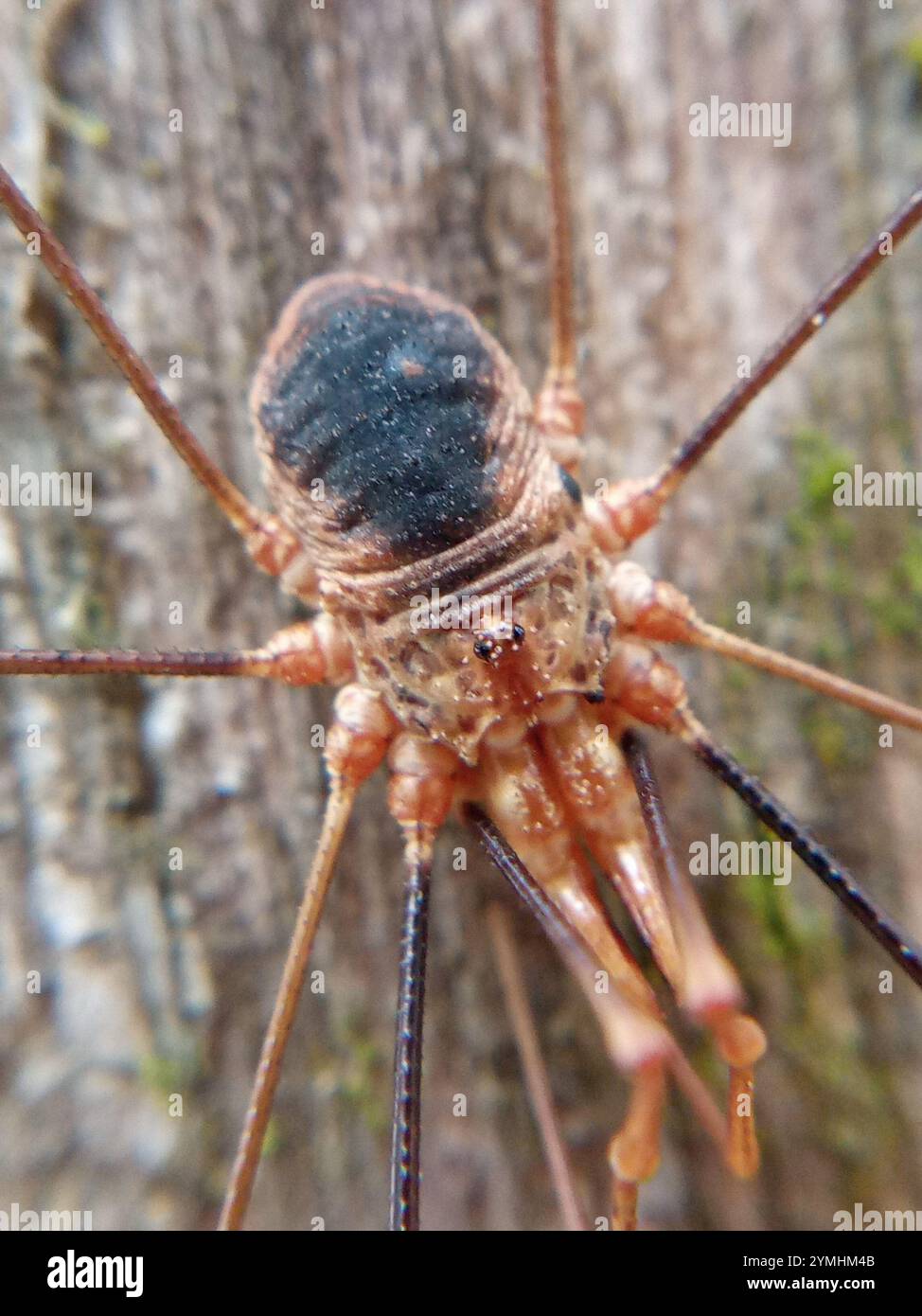 European Harvestman (Phalangium opilio Stock Photo - Alamy