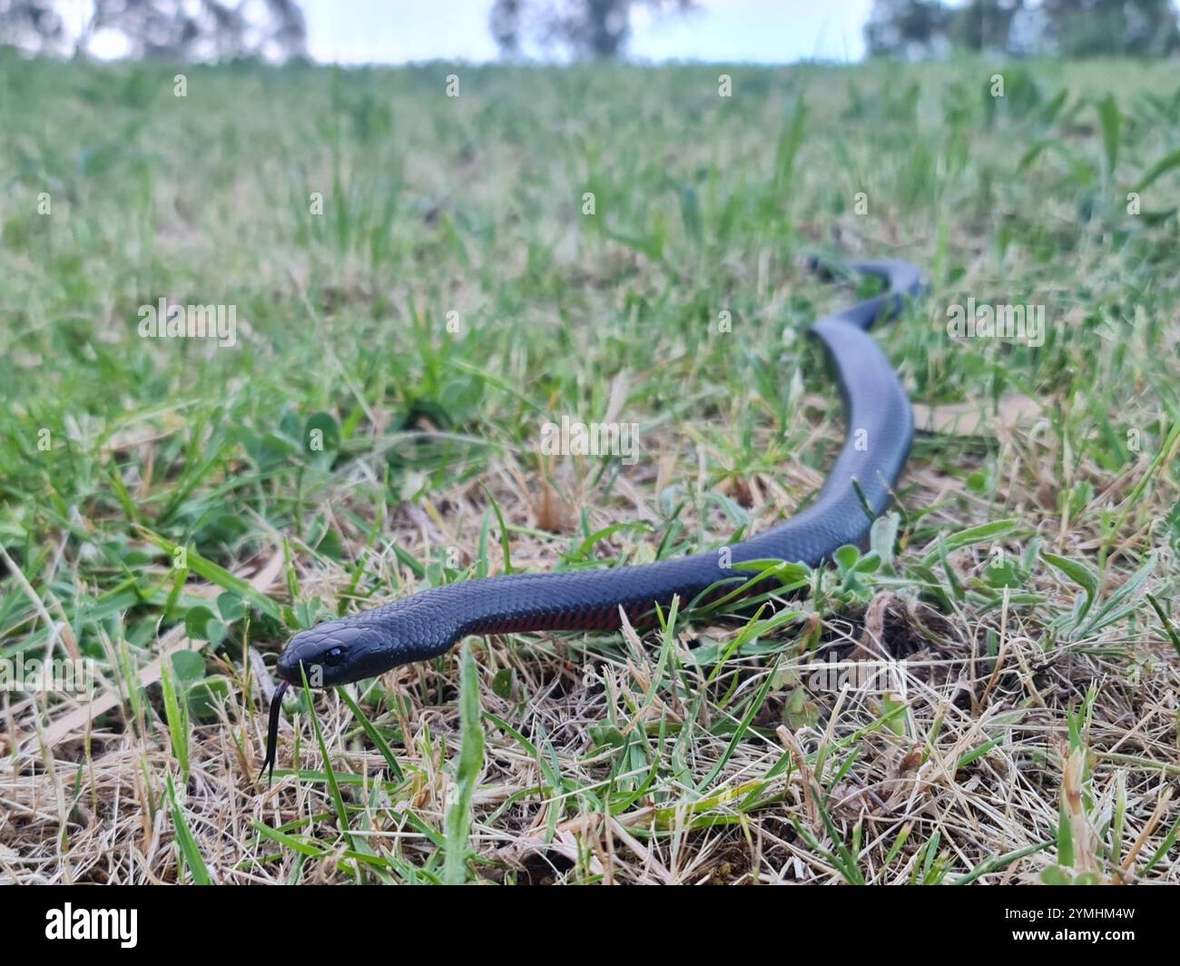 Red-bellied Black Snake (Pseudechis porphyriacus Stock Photo - Alamy