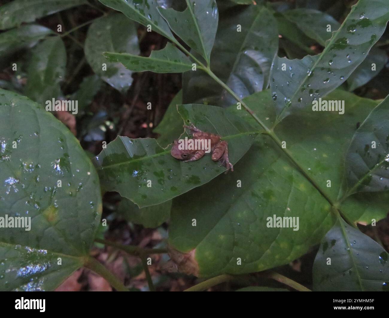 Lesser Tree Frog (Dendropsophus minutus Stock Photo - Alamy