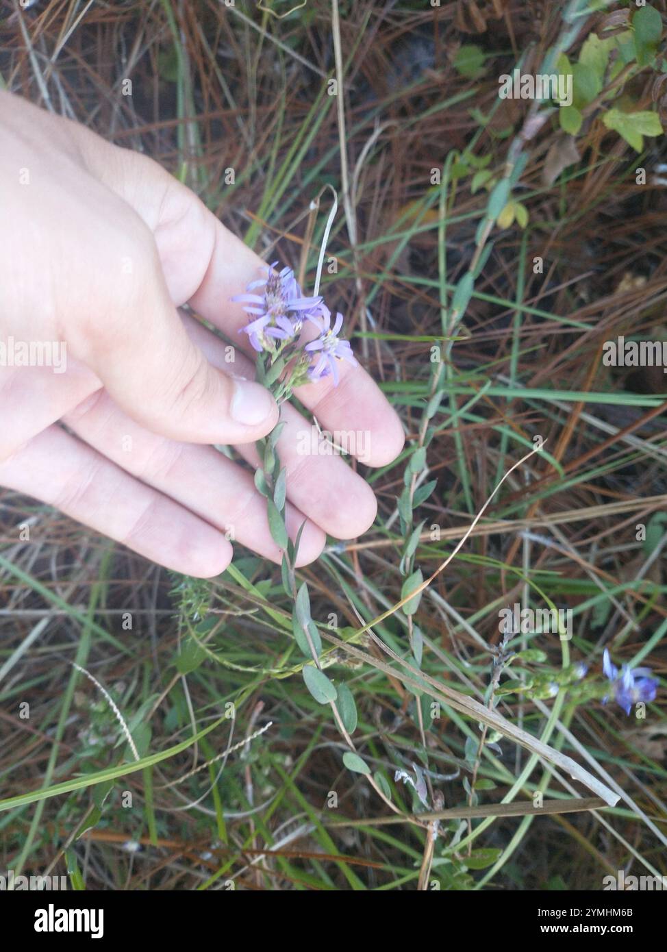 Eastern Silver Aster (Symphyotrichum concolor Stock Photo - Alamy