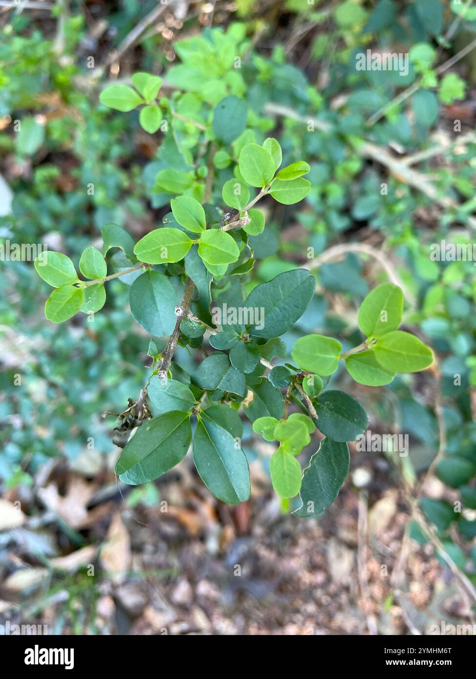 Chinese privet (Ligustrum sinense Stock Photo - Alamy