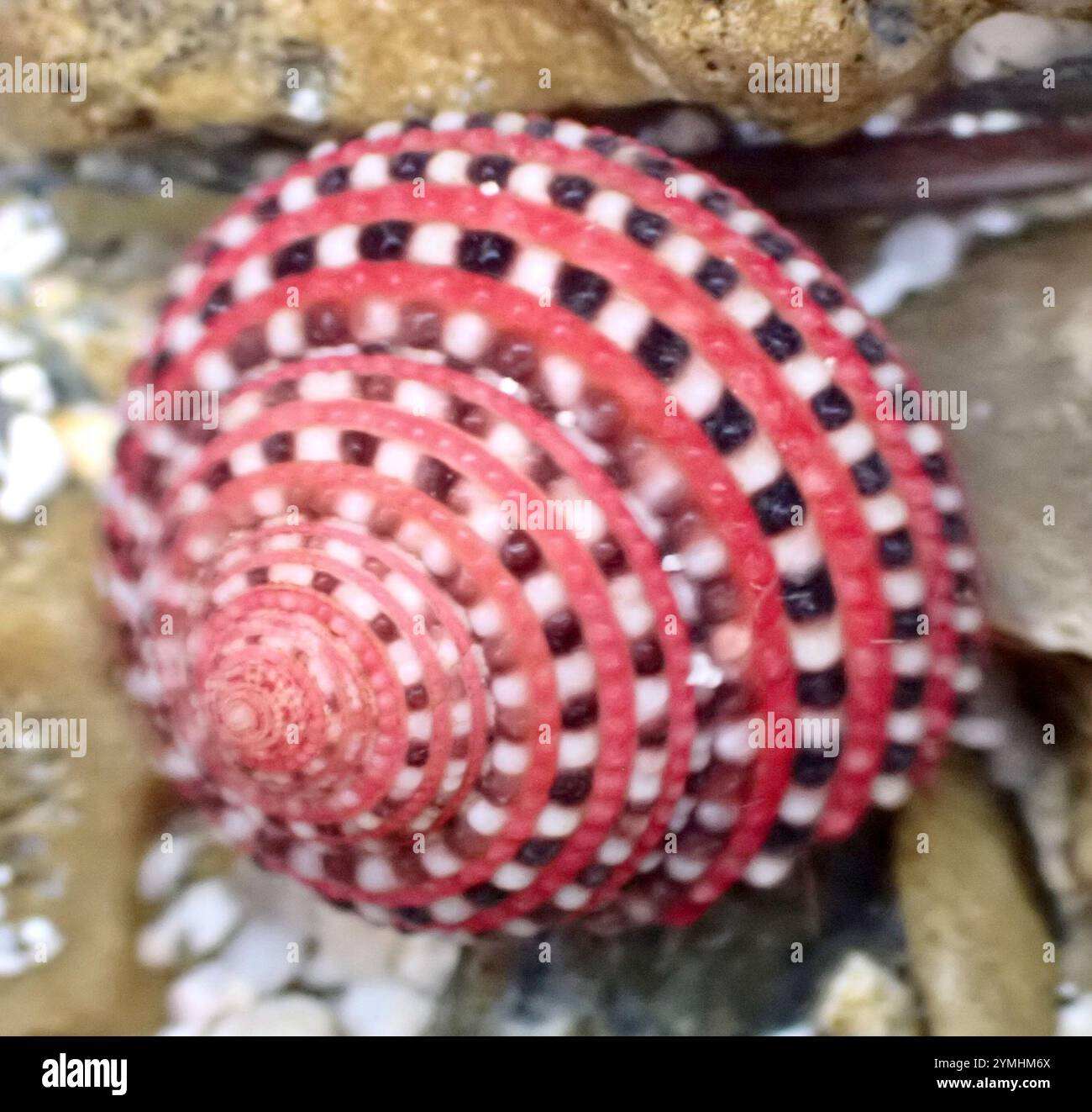 Clanculus pharaonius hi-res stock photography and images - Alamy