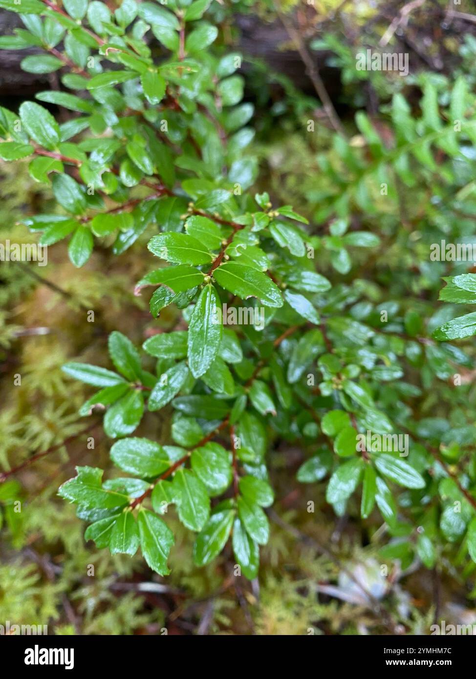 Oregon Boxwood (Paxistima myrsinites Stock Photo - Alamy