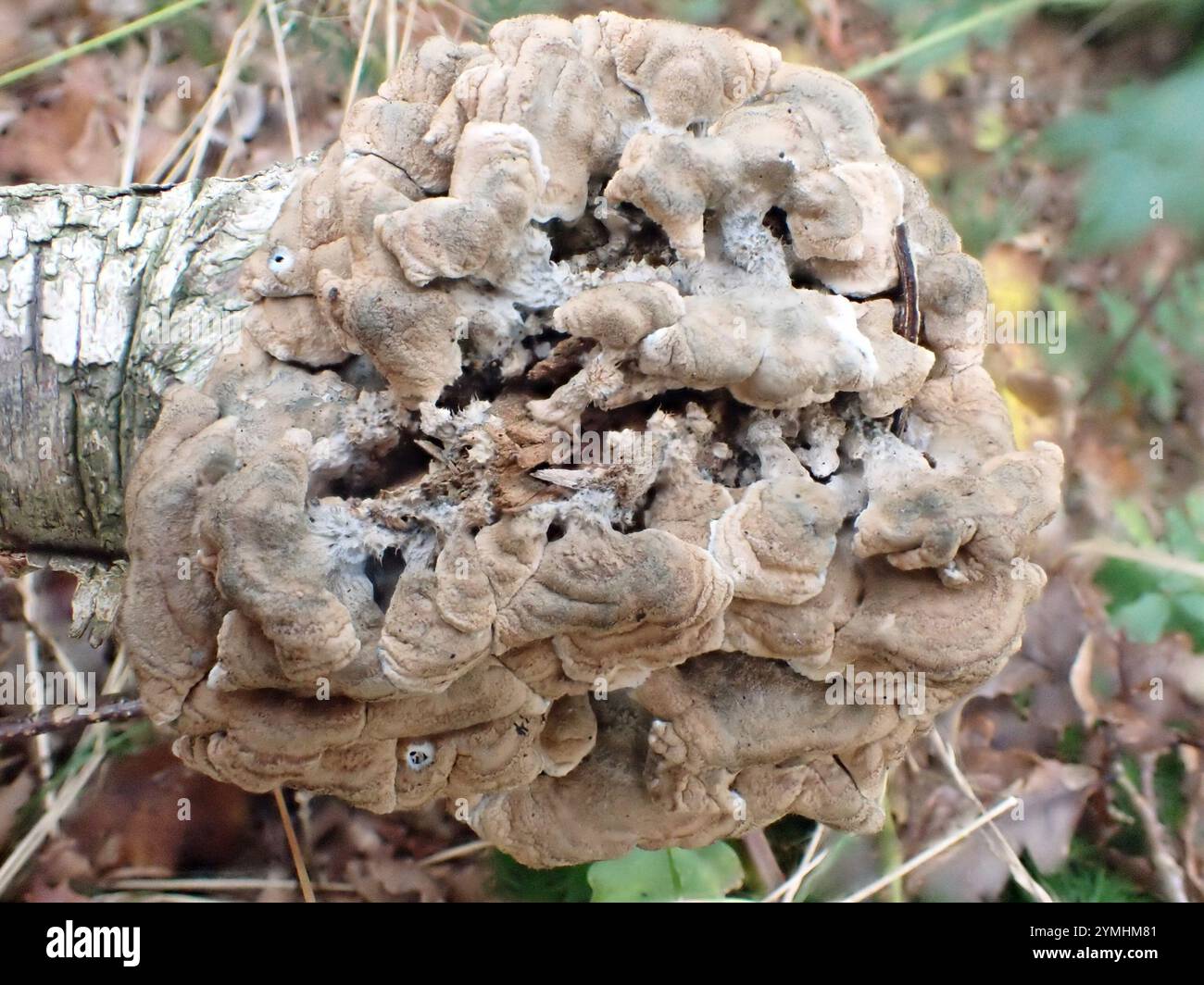 Hypocreaceae hi-res stock photography and images - Alamy