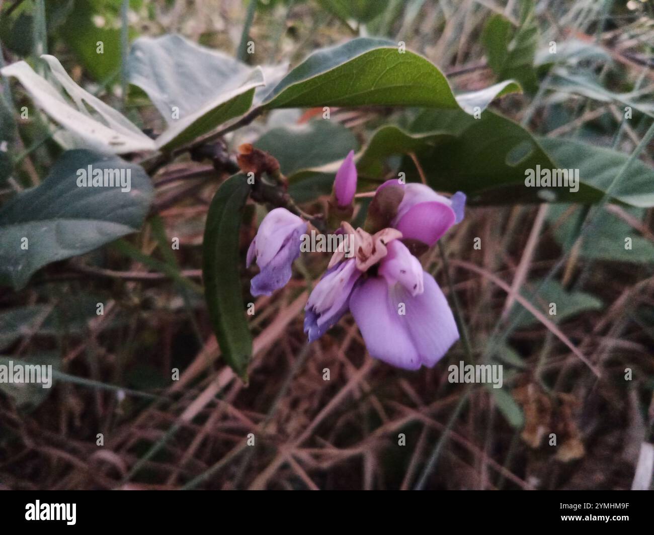 Canavalia rosea beach bean hi-res stock photography and images - Alamy