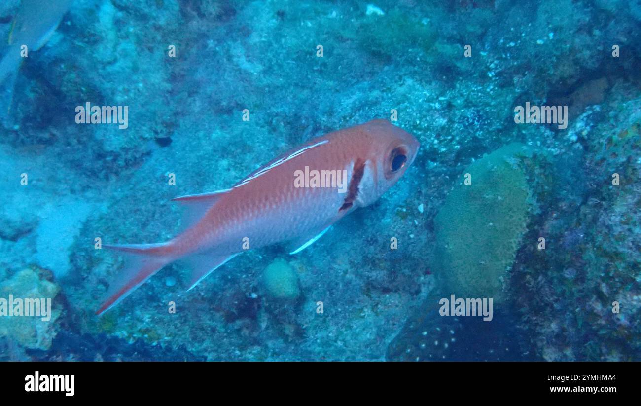 Blackbar Soldierfish (Myripristis jacobus Stock Photo - Alamy