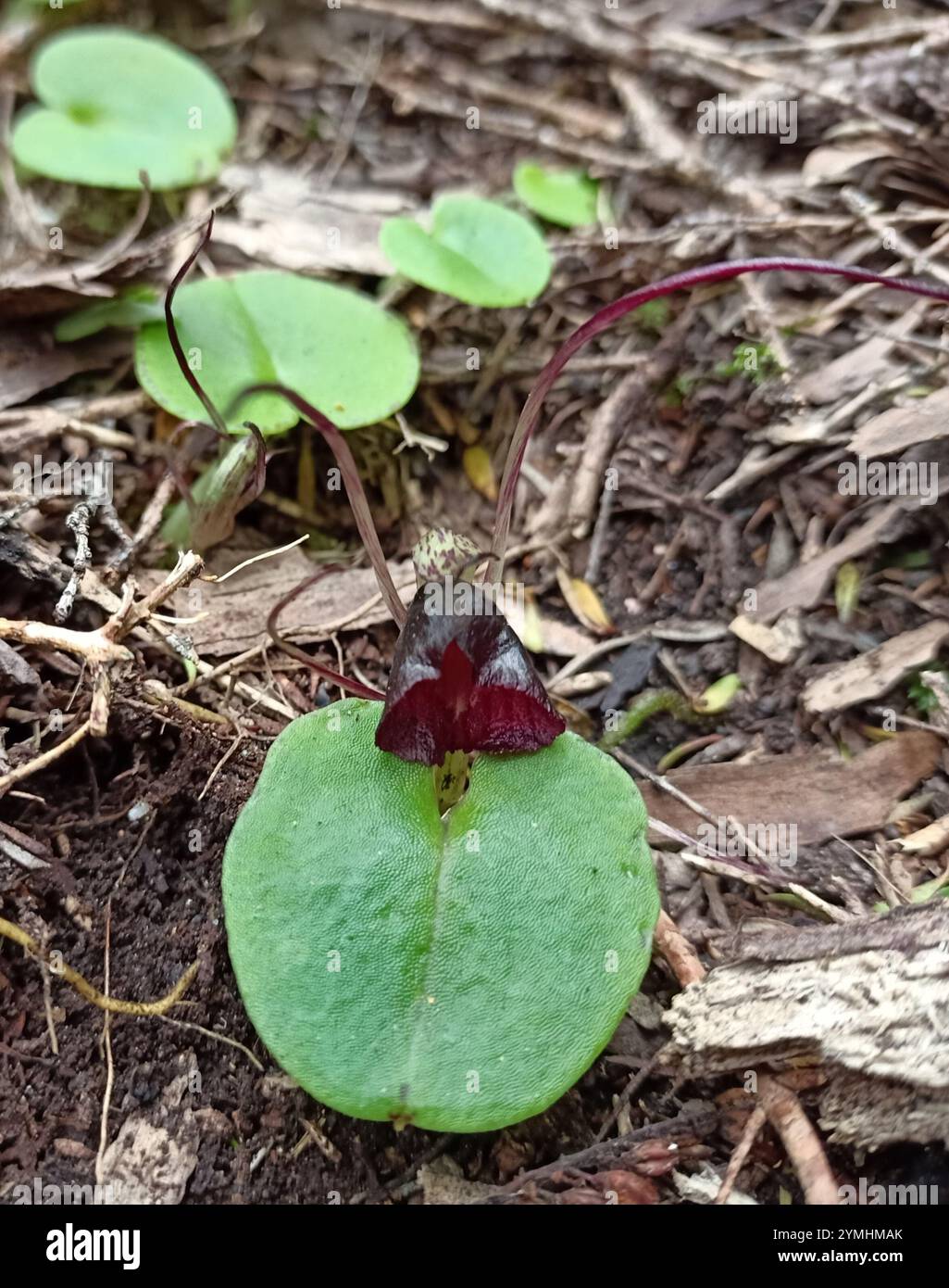 Silver back spider hi-res stock photography and images - Alamy