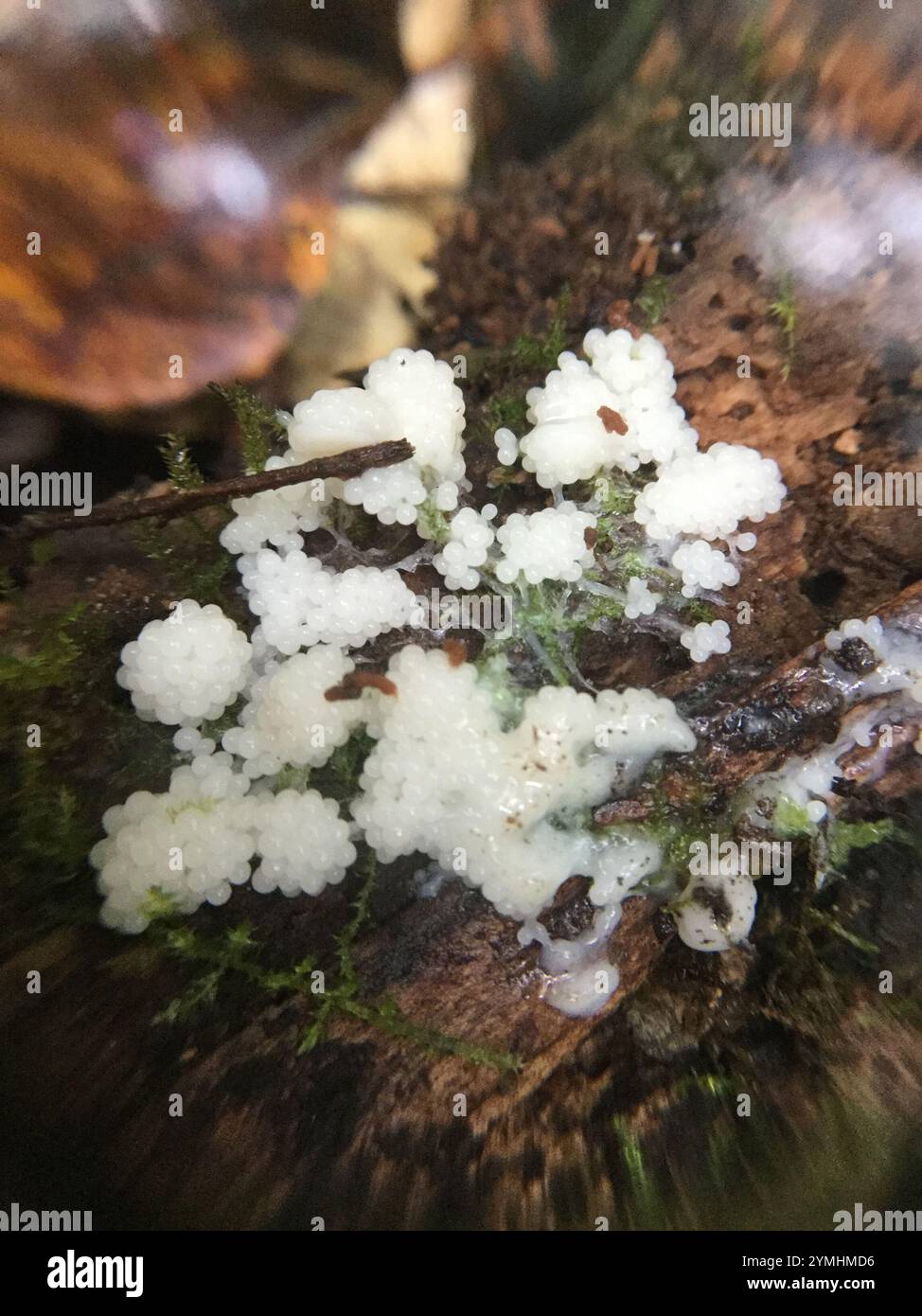 Honeycomb Coral Slime Mold (Ceratiomyxa fruticulosa Stock Photo - Alamy