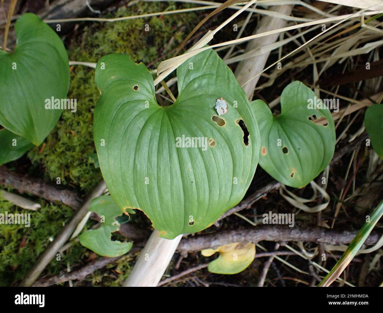 Western Lily of the Valley (Maianthemum dilatatum Stock Photo - Alamy