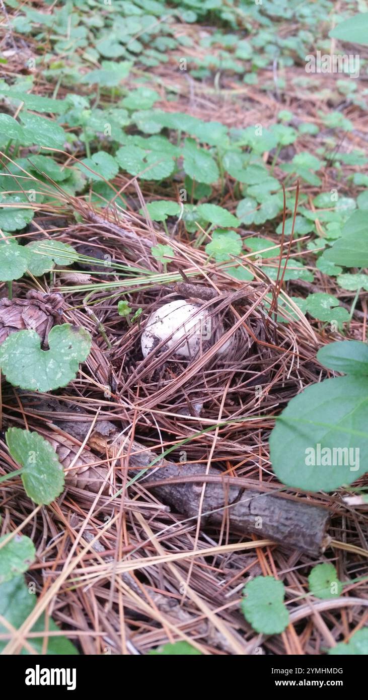 Yellow Stainer (Agaricus xanthodermus Stock Photo - Alamy