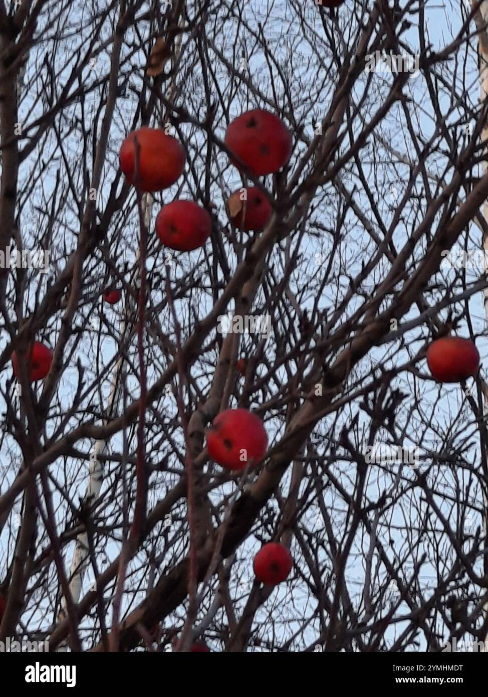 European Wild Apple (Malus sylvestris Stock Photo - Alamy