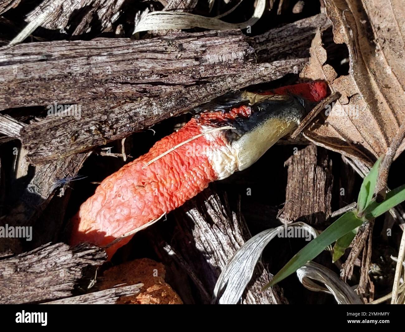 devil's dipstick (Mutinus elegans Stock Photo - Alamy