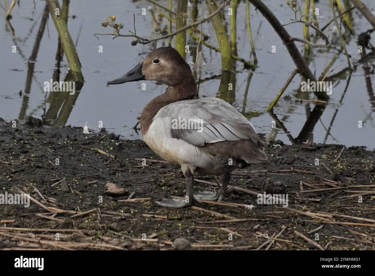 Canvasback (Aythya valisineria Stock Photo - Alamy