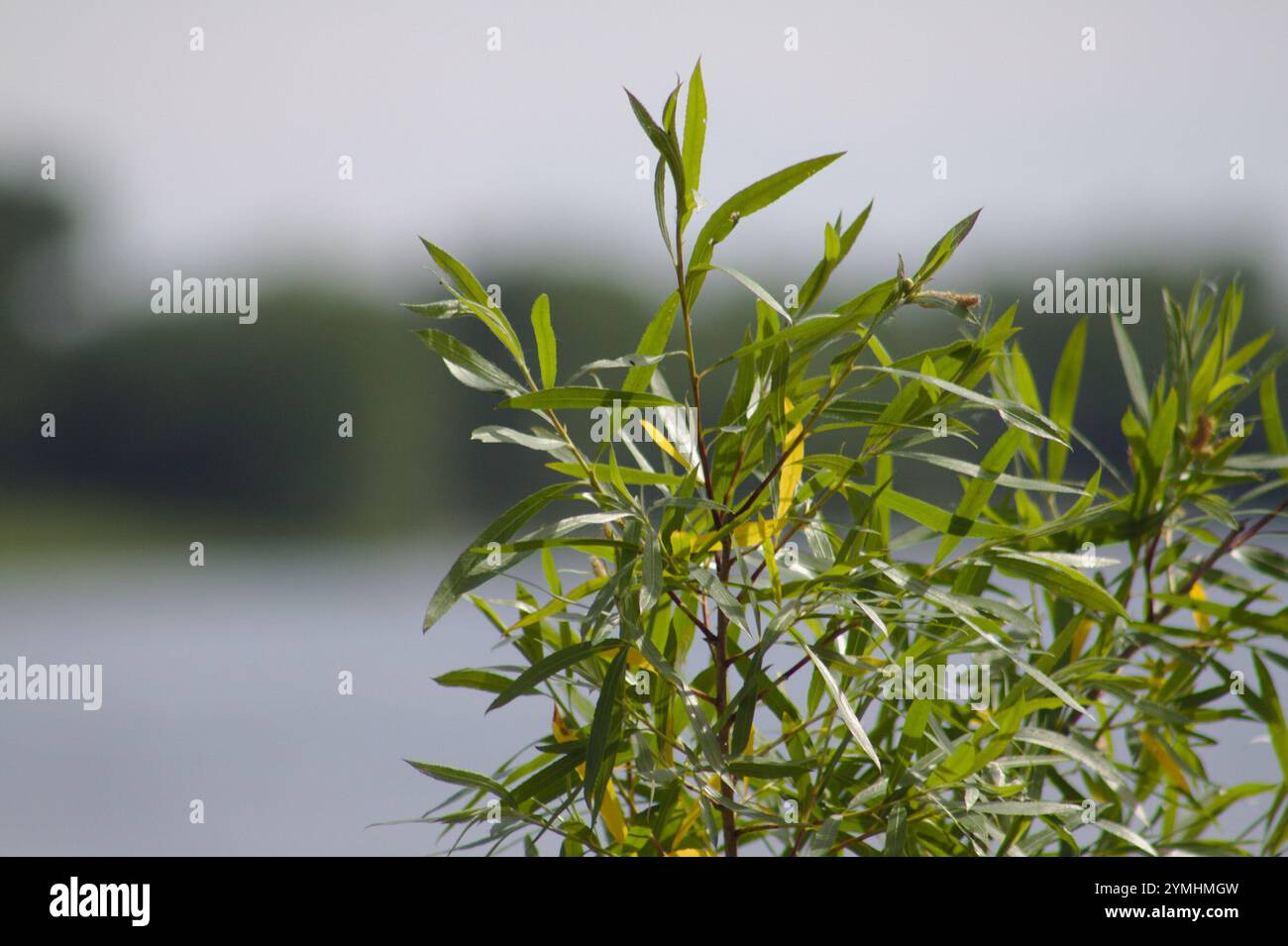 interior sandbar willow (Salix interior Stock Photo - Alamy